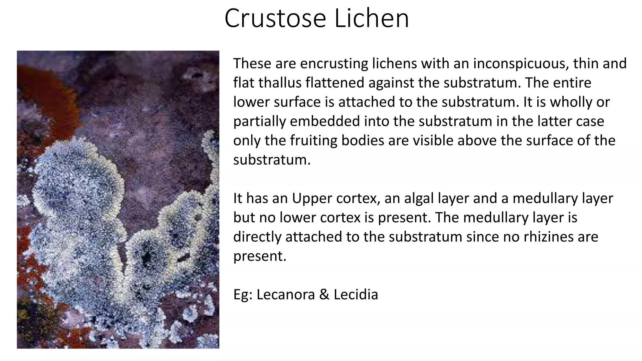 G.C of Lichens.pptx