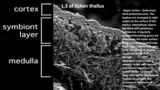 G.C of Lichens.pptx