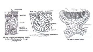 G.C of Lichens.pptx