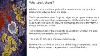 G.C of Lichens.pptx