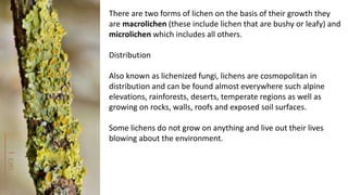 G.C of Lichens.pptx