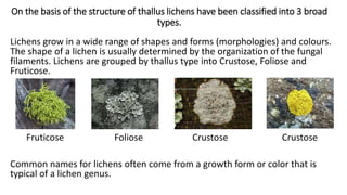 G.C of Lichens.pptx