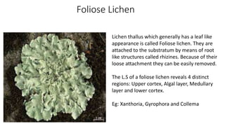 G.C of Lichens.pptx