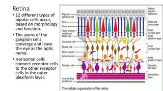 g.neurophysiology of Vision and the eye | PPTX