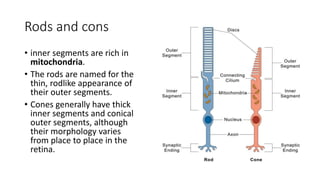 g.neurophysiology of Vision and the eye | PPT | Free download
