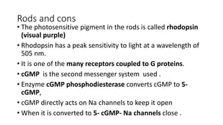 g.neurophysiology of Vision and the eye | PPTX