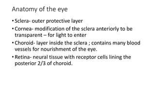 g.neurophysiology of Vision and the eye | PPTX