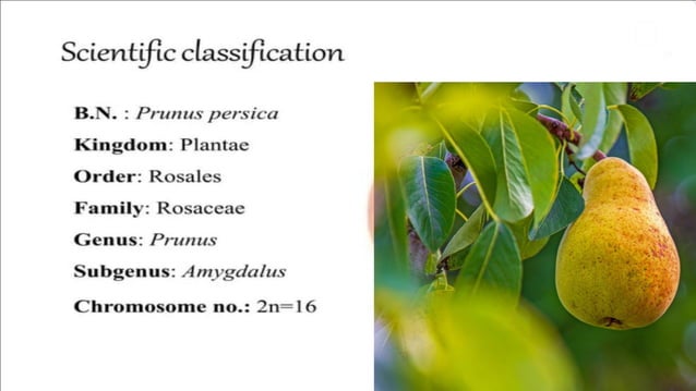 Production Technology Of Pear.......... | PDF