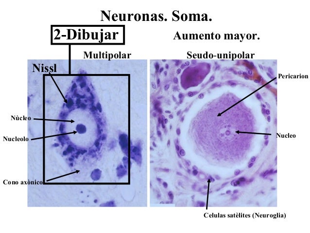 G 4-tejido nervioso. 06