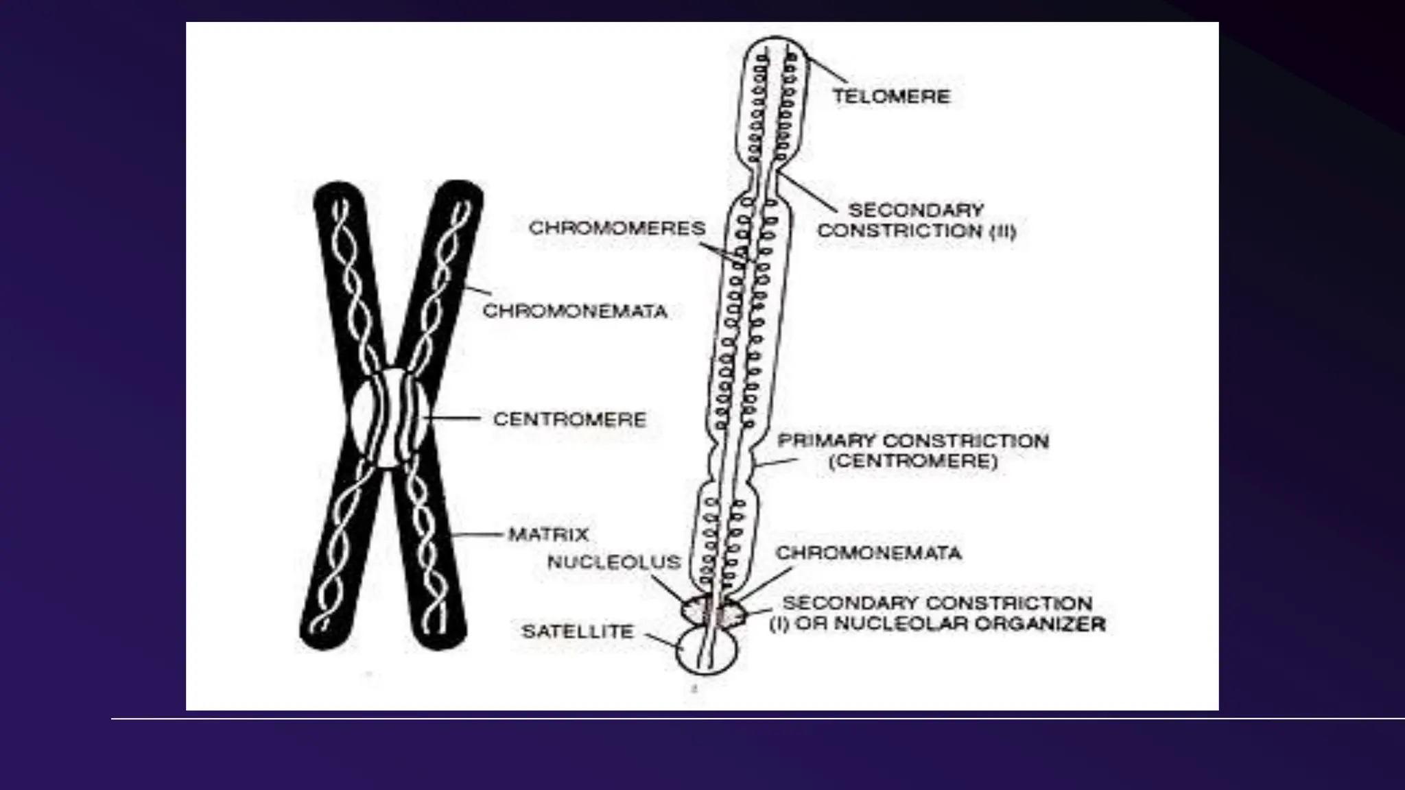 Definition of chromosomes and it's functions | PPTX