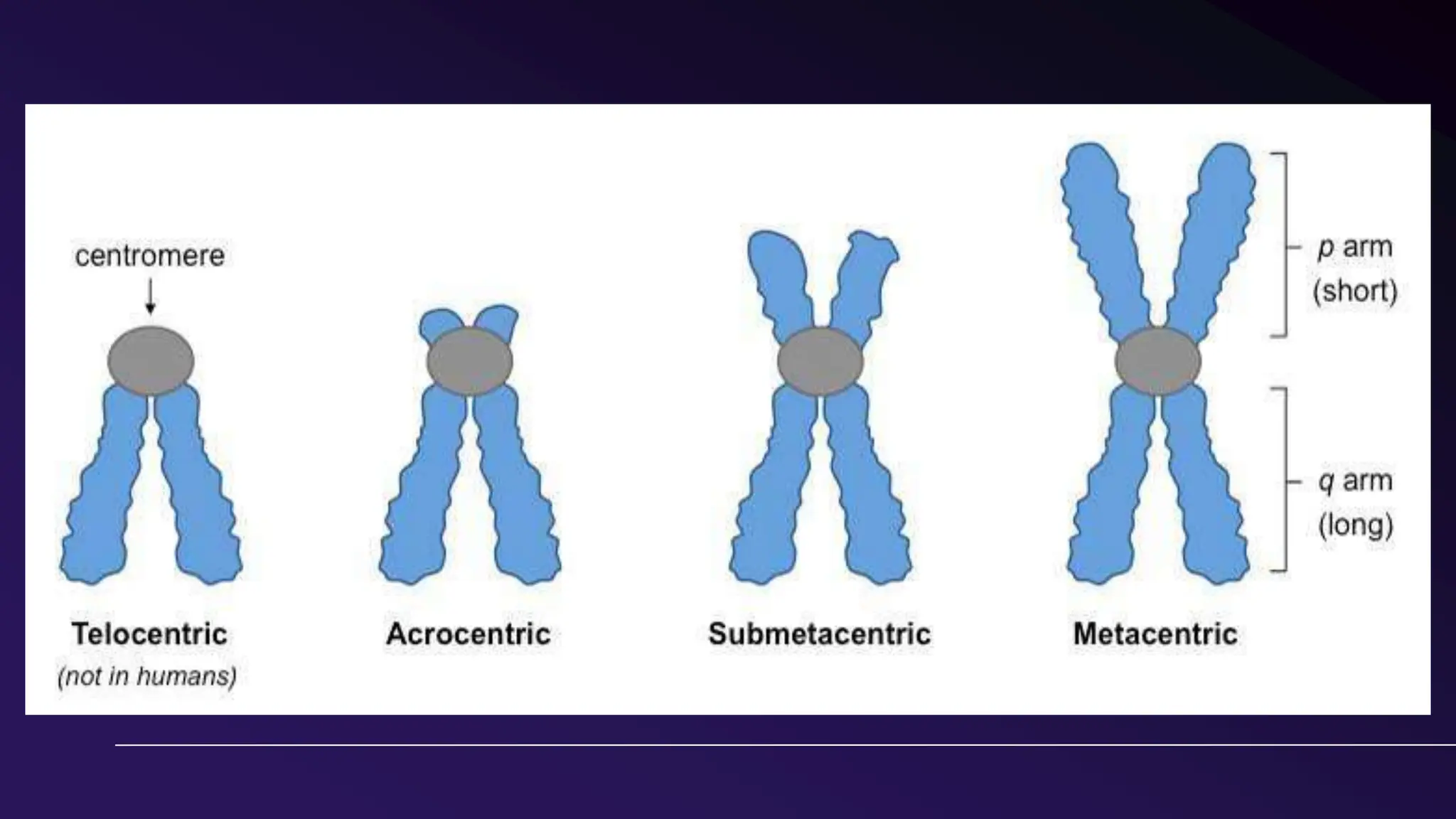 Definition of chromosomes and it's functions | PPTX