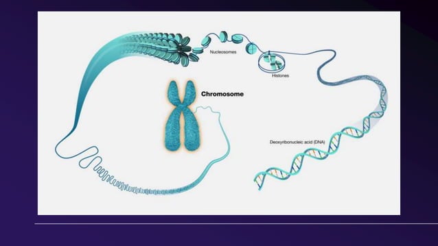Definition of chromosomes and it's functions | PPTX | Genetics | Science