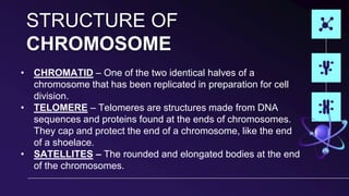 Definition of chromosomes and it's functions | PPTX