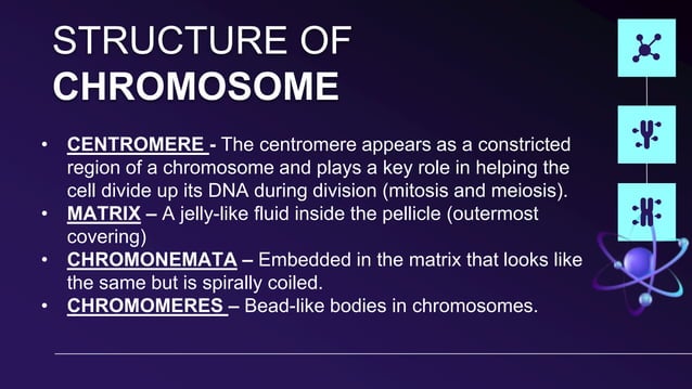 Definition of chromosomes and it's functions | PPTX | Genetics | Science