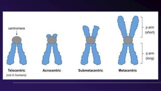 Definition of chromosomes and it's functions | PPTX