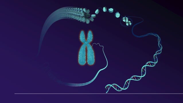 Definition of chromosomes and it's functions | PPTX | Genetics | Science