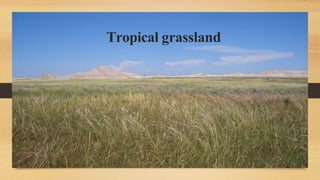 G-FOREST RESOURCES_spotlight.pptx.pptx s | PPTX | Geography | Science