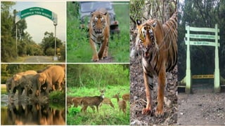 G-FOREST RESOURCES_spotlight.pptx.pptx s | PPTX | Geography | Science