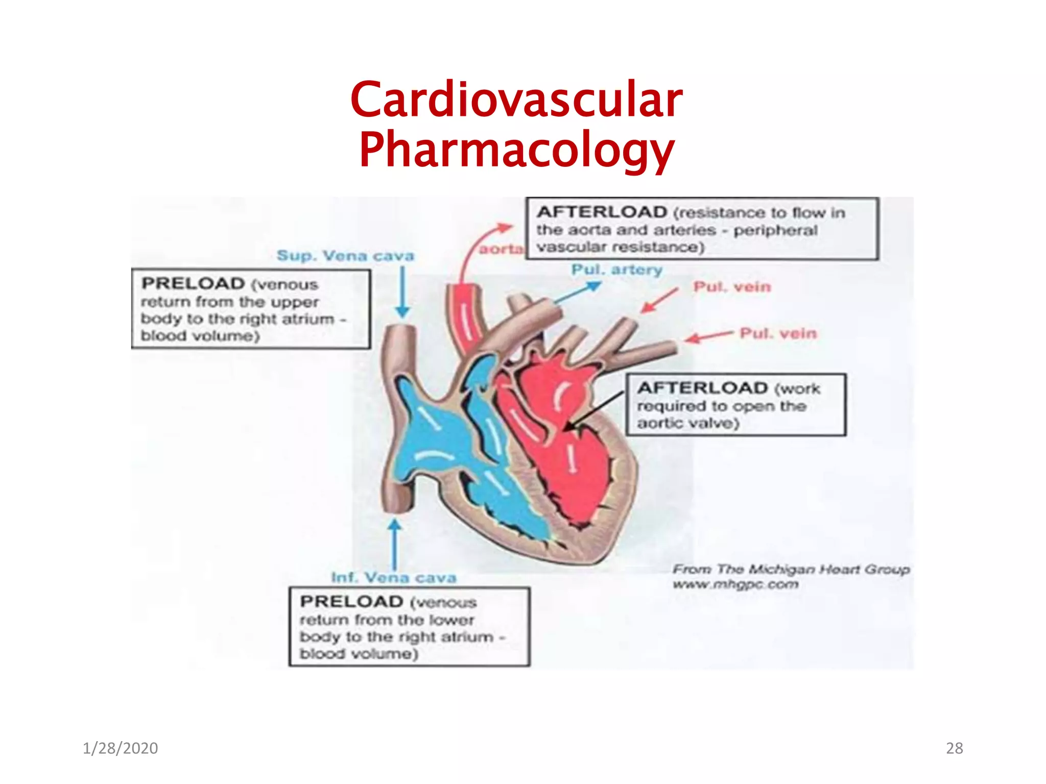 G -Cardiovascular pharmacology pharmacology | PPT