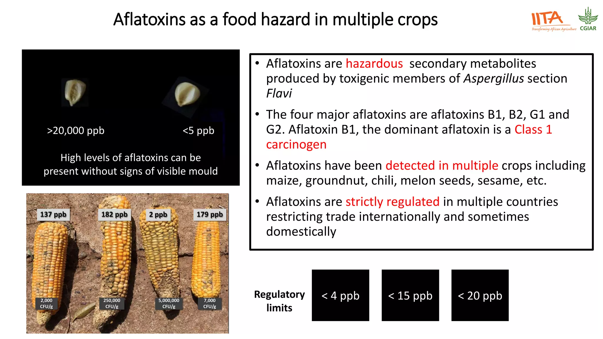 What does she know about aflatoxins? | PPT