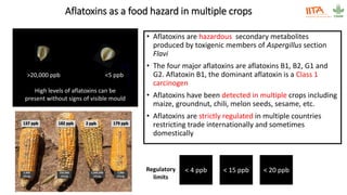What does she know about aflatoxins? | PPT