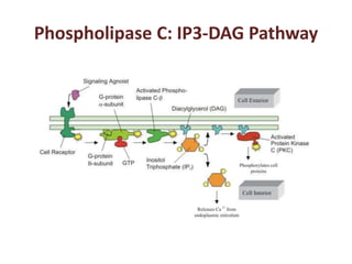 G protein-coupled receptors | PPTX