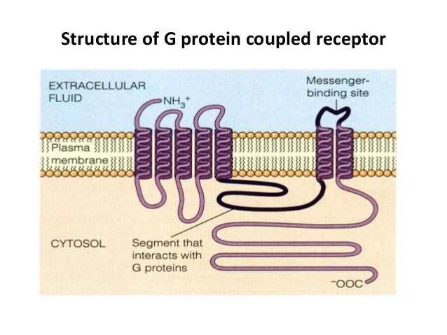 G protein-coupled receptors