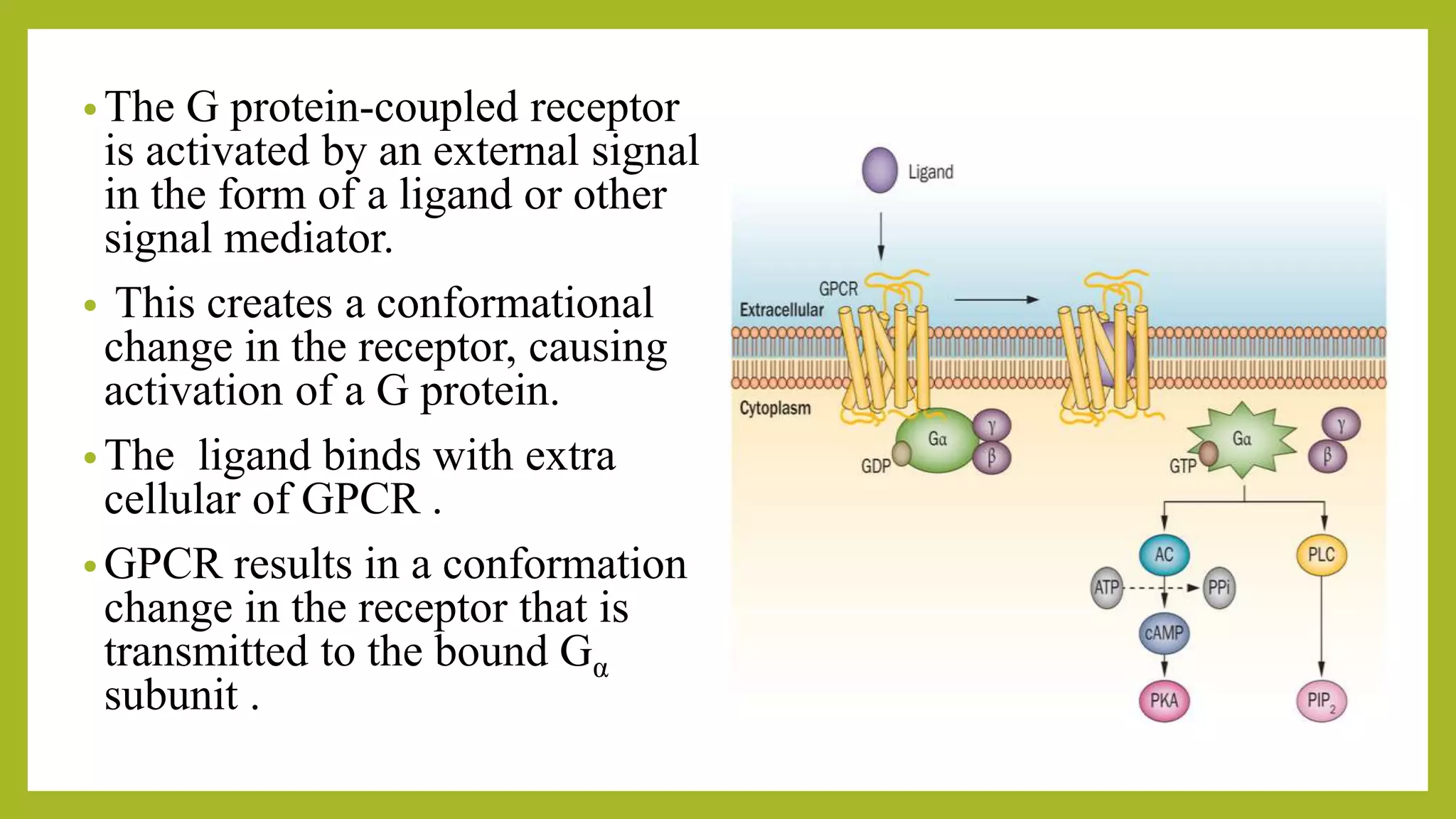 G protein coupled receptor | PPTX