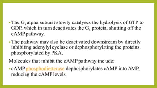 G protein coupled receptor | PPTX