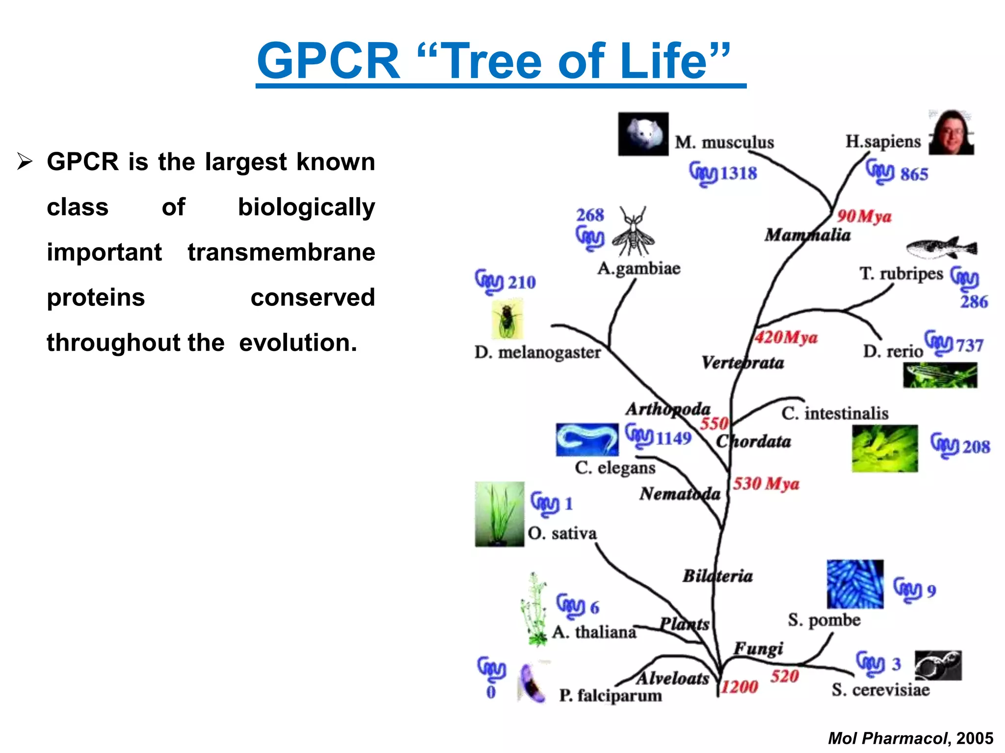 G protein coupled receptor(gpcr) | PPTX