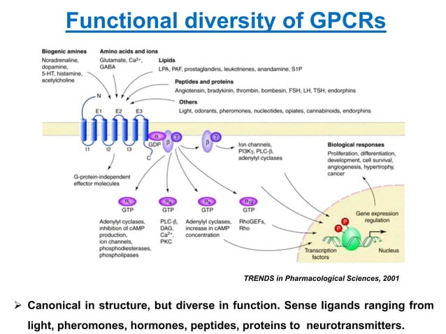 G protein coupled receptor(gpcr) | PPTX | Chemistry | Science