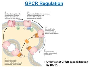 G protein coupled receptor(gpcr) | PPTX