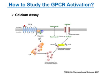 G protein coupled receptor(gpcr) | PPTX