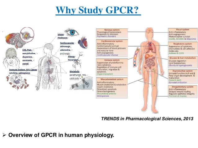 G protein coupled receptor(gpcr)