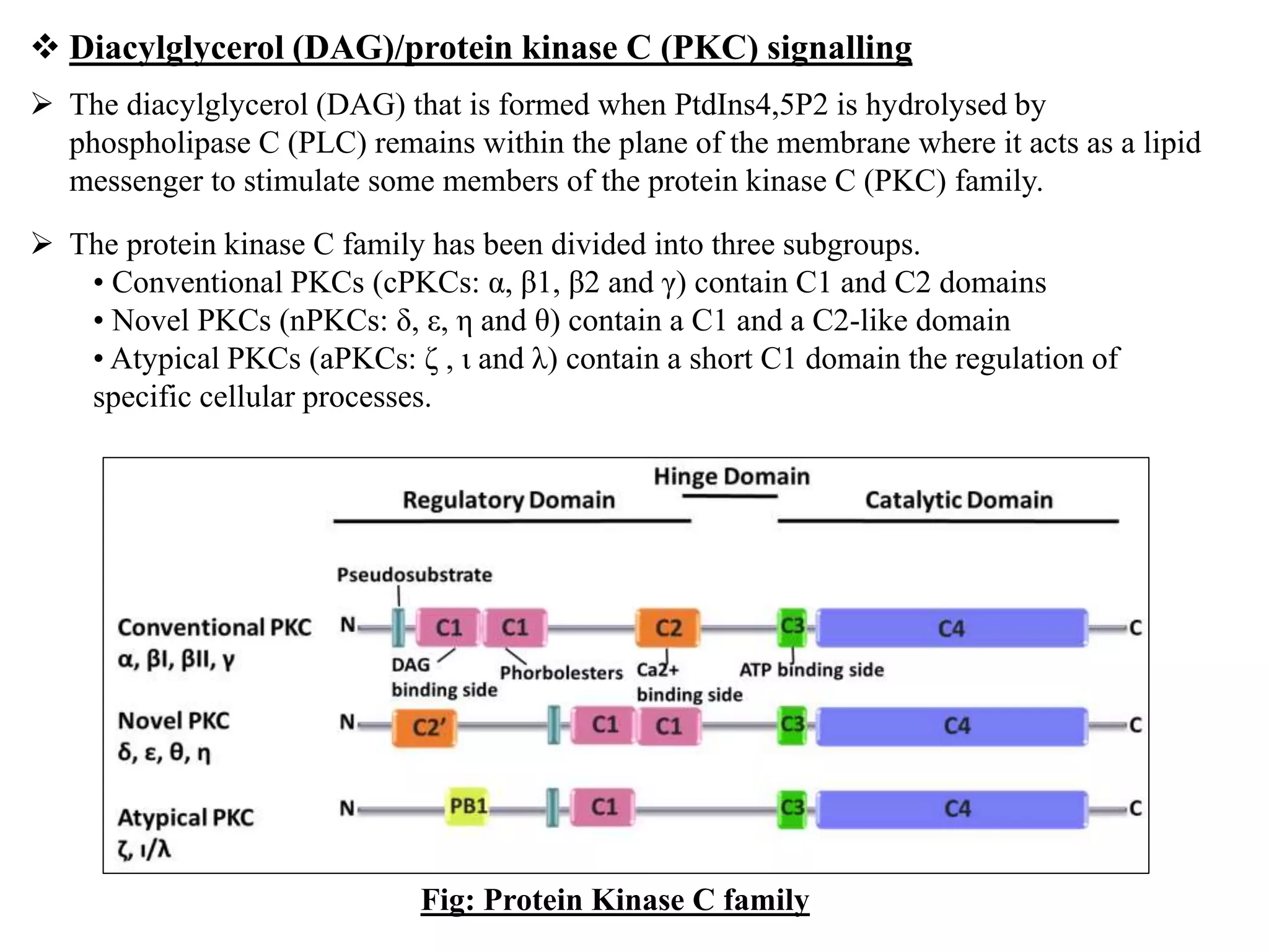 G-Protein Coupled Receptors and Secondary Messenger Pathways | PPTX