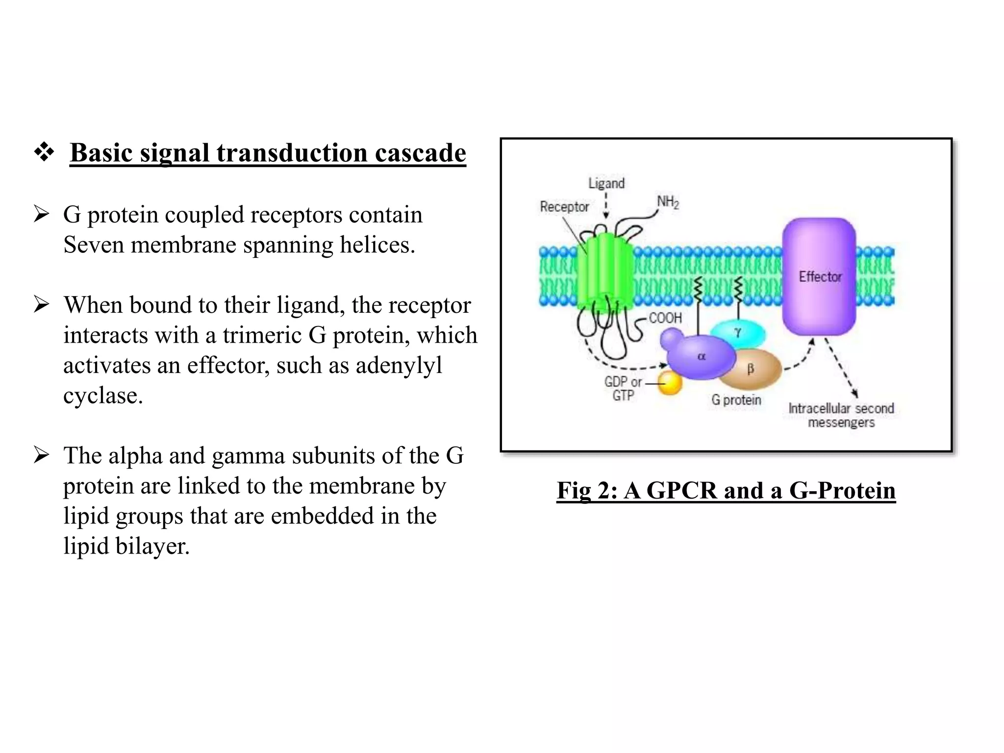 G-Protein Coupled Receptors and Secondary Messenger Pathways | PPTX