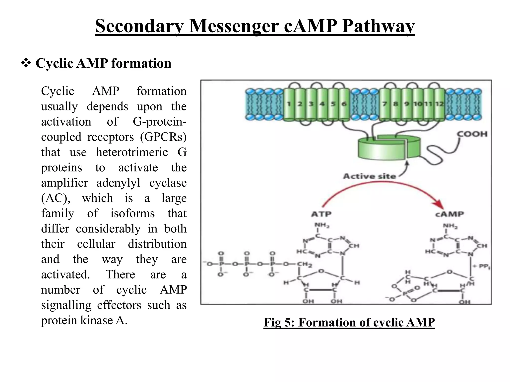 G-Protein Coupled Receptors and Secondary Messenger Pathways | PPTX