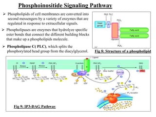 G-Protein Coupled Receptors and Secondary Messenger Pathways | PPTX