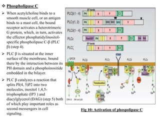 G-Protein Coupled Receptors and Secondary Messenger Pathways | PPTX