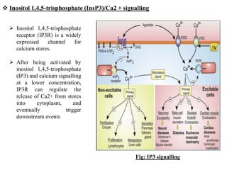 G-Protein Coupled Receptors and Secondary Messenger Pathways | PPTX