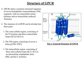 G-Protein Coupled Receptors and Secondary Messenger Pathways | PPTX