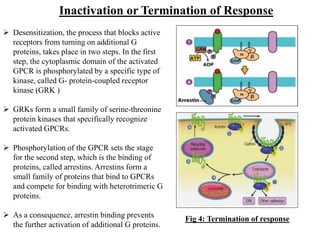 G-Protein Coupled Receptors and Secondary Messenger Pathways | PPTX