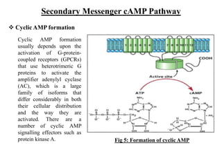 G-Protein Coupled Receptors and Secondary Messenger Pathways | PPTX