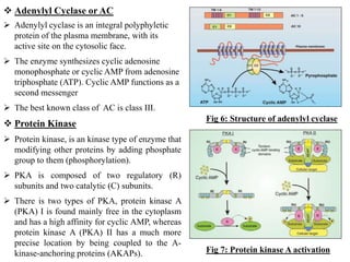 G-Protein Coupled Receptors and Secondary Messenger Pathways | PPTX