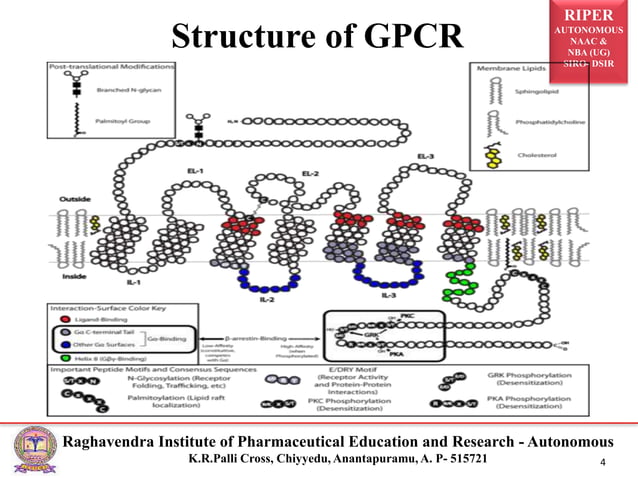 GENETIC VARIATION IN GPCR | PPTX