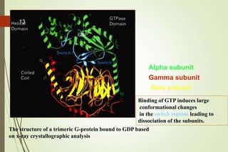 G-protein for lecture.ppt