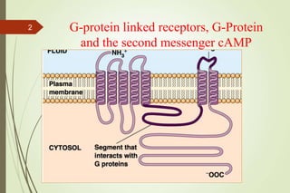 G-protein for lecture.ppt