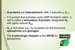 G-protein for lecture.ppt