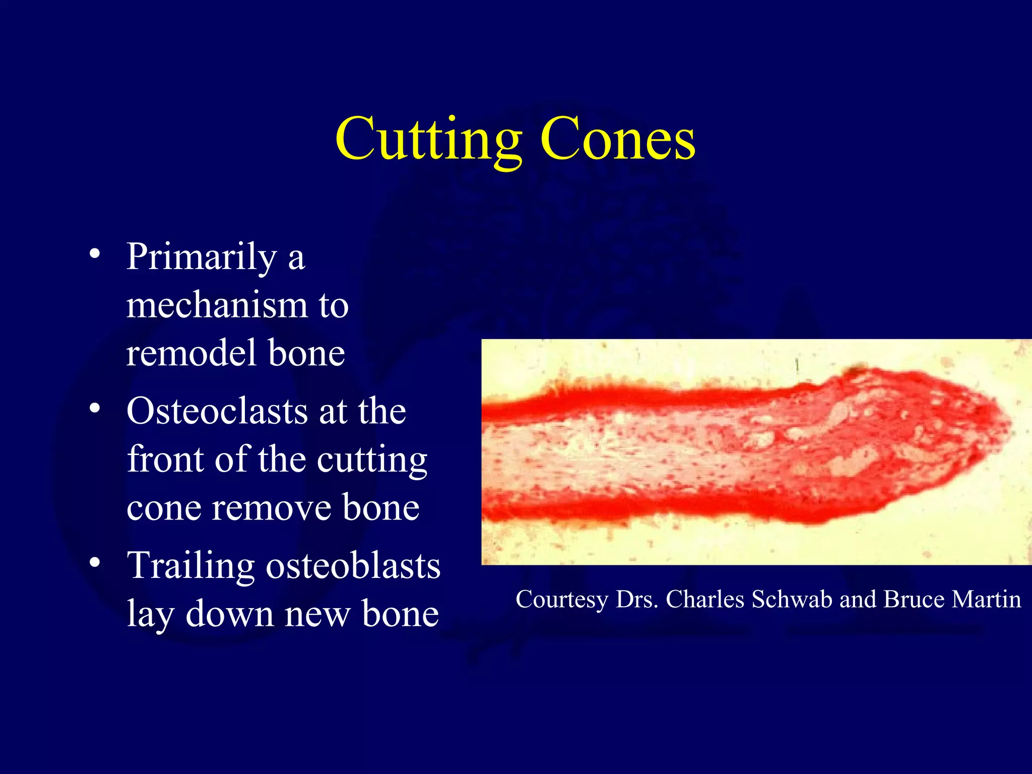 G07 biology of bone repair | PPT