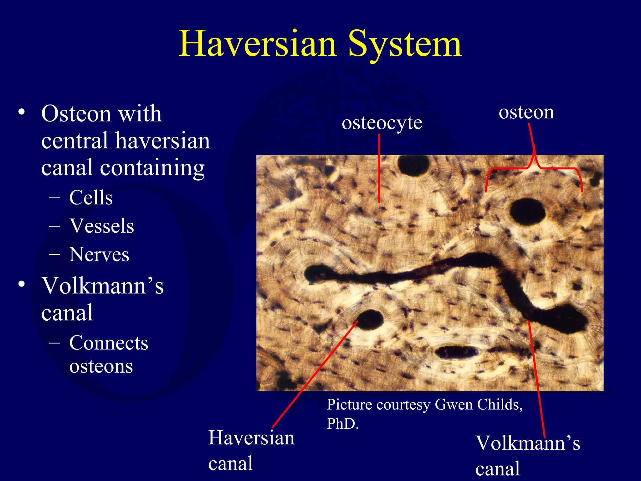 G07 biology of bone repair | PPT